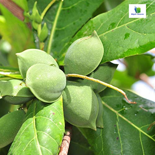 AMAZING STORE Badam, Indian Almond, Terminalia badam tree live plant ...