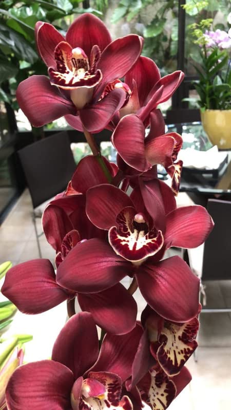 Ritz Farming® Imported Maroon Orchid Flower Live Plant For Your Garden ...