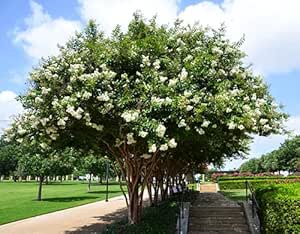 Amazon.com : White Crape Myrtle Tree – Quart Containers, 6-12 inches ...