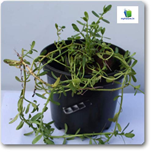 Mphmi Bacopa Monnieri, Neer Brahmi - Plant : Amazon.in: Garden & Outdoors