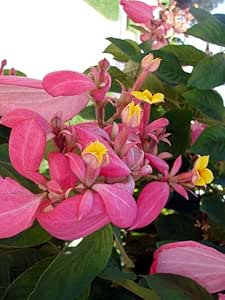 BeGrin Pink Musanda Dwarf Mussaenda Erythrophylla Ashanti Blood red ...