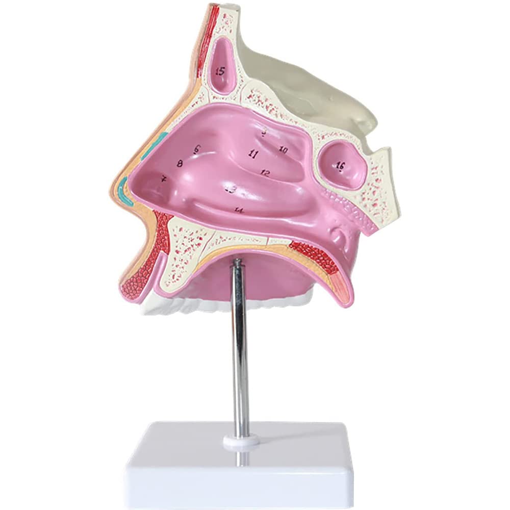 Buy ZCBYBT Nasal Cavity Anatomy Model Human Respiratory System Nasal ...