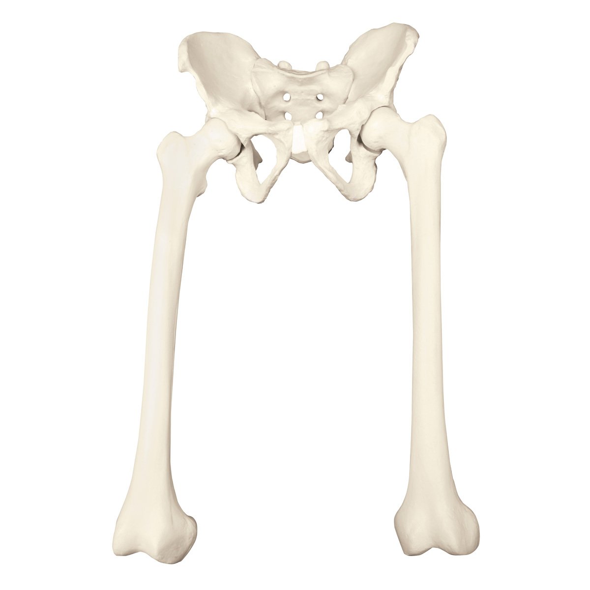 Femur Pelvis