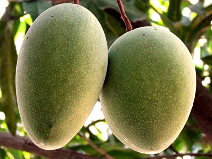 Guru24Hours™ Alampur Baneshan Mango Live Plant (Healthy & Grafted ...