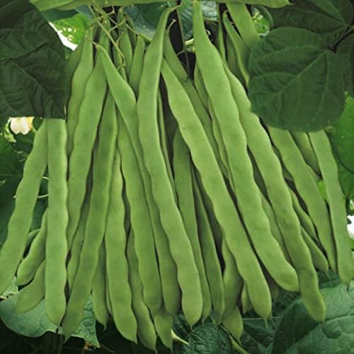Amazon.com : Supermarconi, Romano Pole Beans, Italian Heirloom : Patio ...