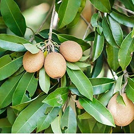 Amazing Plant Chikoo (Chiku) or Sapota Hybrid Grafted Variety Tree ...
