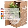 Plante d'intérieur de Botanicly – Palmiste multipliant – Hauteur: 85 cm ...