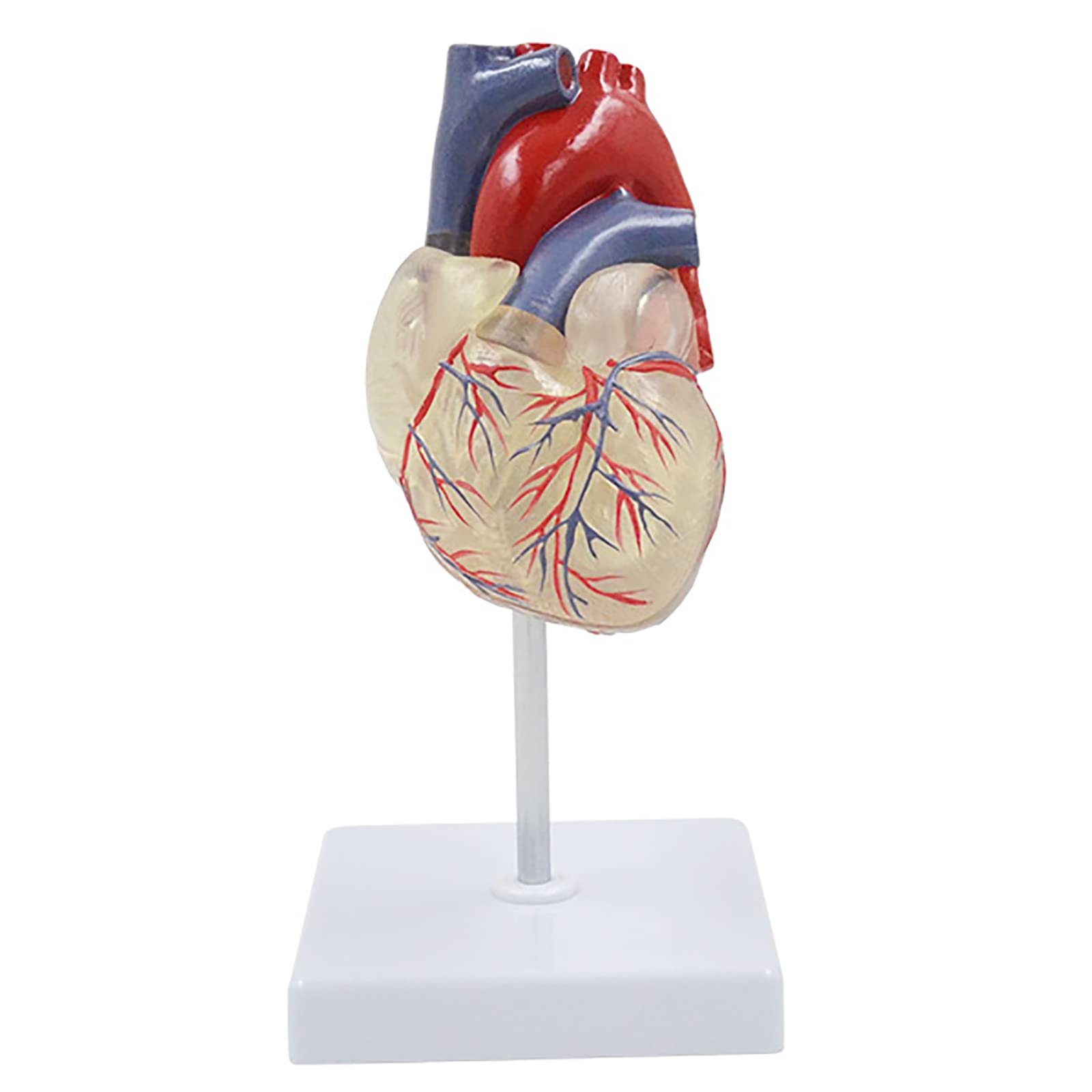 Buy Human Heart Model, 1: 1 Life Size Cardiac Anatomical Model ...