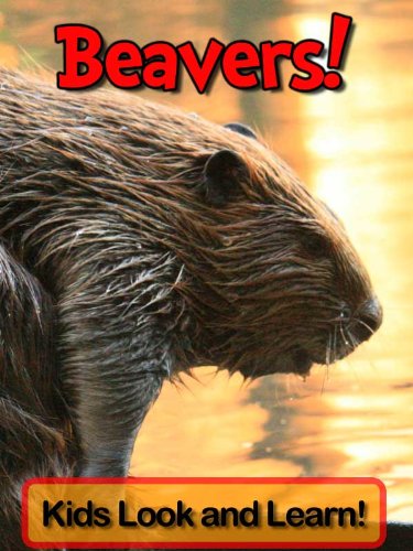 Beavers! Learn About Beavers and Enjoy Colorful Pictures - Look and ...