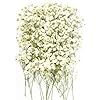Amazon.com: 50Pcs Mini Dried Pressed White Baby's Breath Flowers Bulk ...