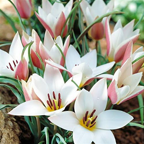 Amazon.com : 24 MINIATURE TULIP BULBS - CLUSIANA LADY JANE - ORDER for ...