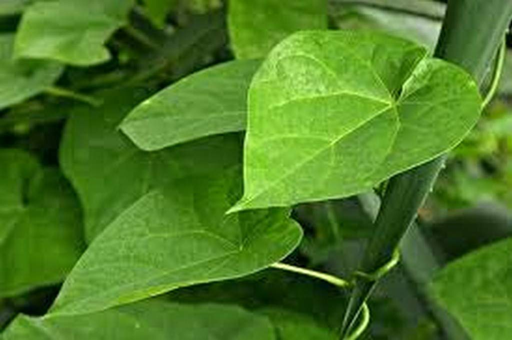 Creative Farmer Live Plant Giloy, Gulvel - Tinospora Cordifolia ...