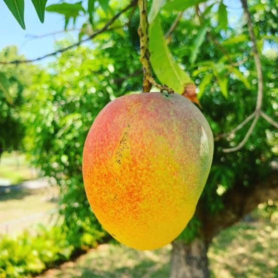 Green Woodland Mulgoba Mango Plant-Grafted Variant Fruit Plant : Amazon ...