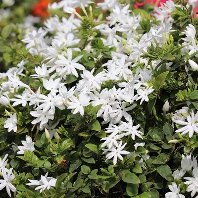 Plants Ship Jasmine Kagda Flower Plant : Amazon.in: Garden & Outdoors