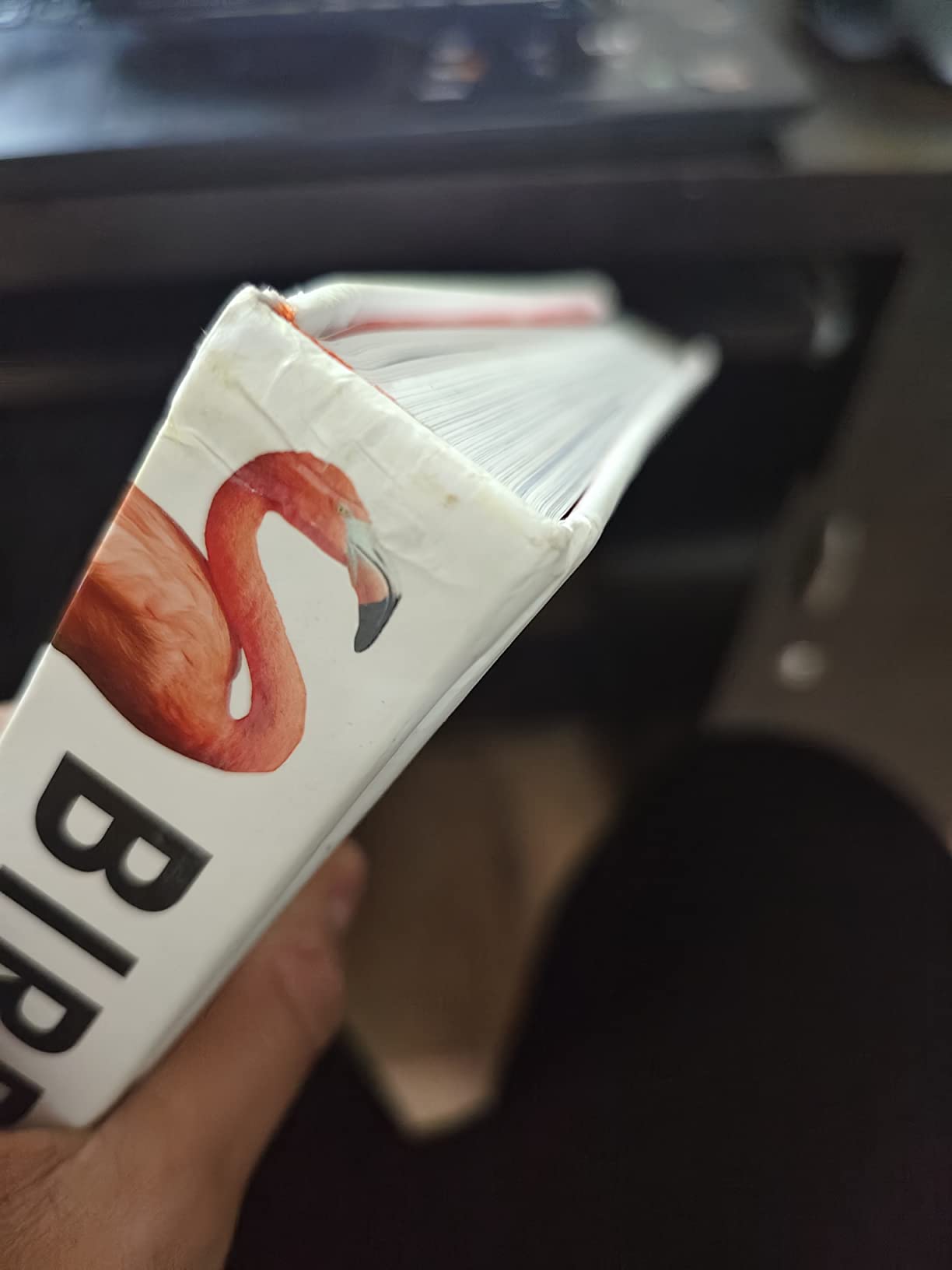 Buy Bird: The Definitive Visual Guide (DK Definitive Visual ...