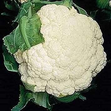 Amazon.com : Cauliflower Snow Crown Vegetable Seeds : Patio, Lawn & Garden