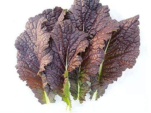 Red mustard - How to grow & care