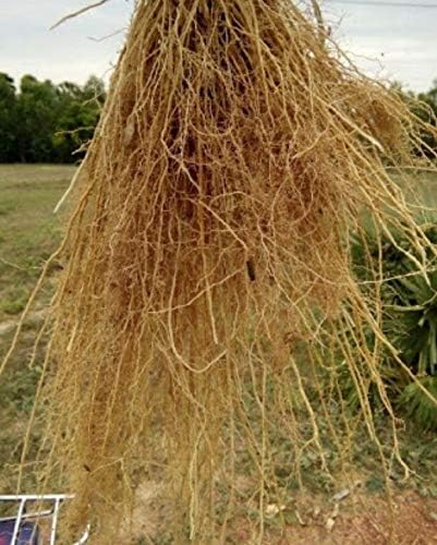 Buy Spicado Traders Dried Vetiver Roots [Khus ki Jad] 40g - Lavancha ...