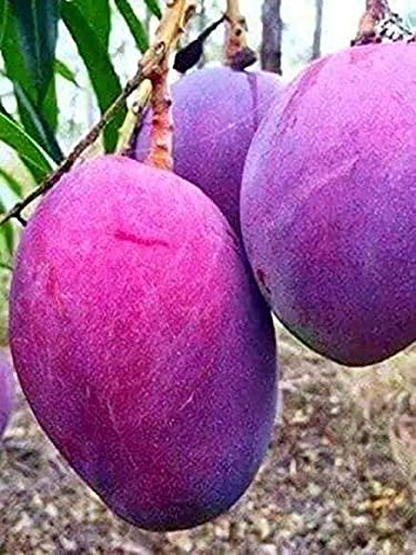 Mango Amrapali, Aam Amrapali (Grafted) - Plant 1.5-2 feet height ...