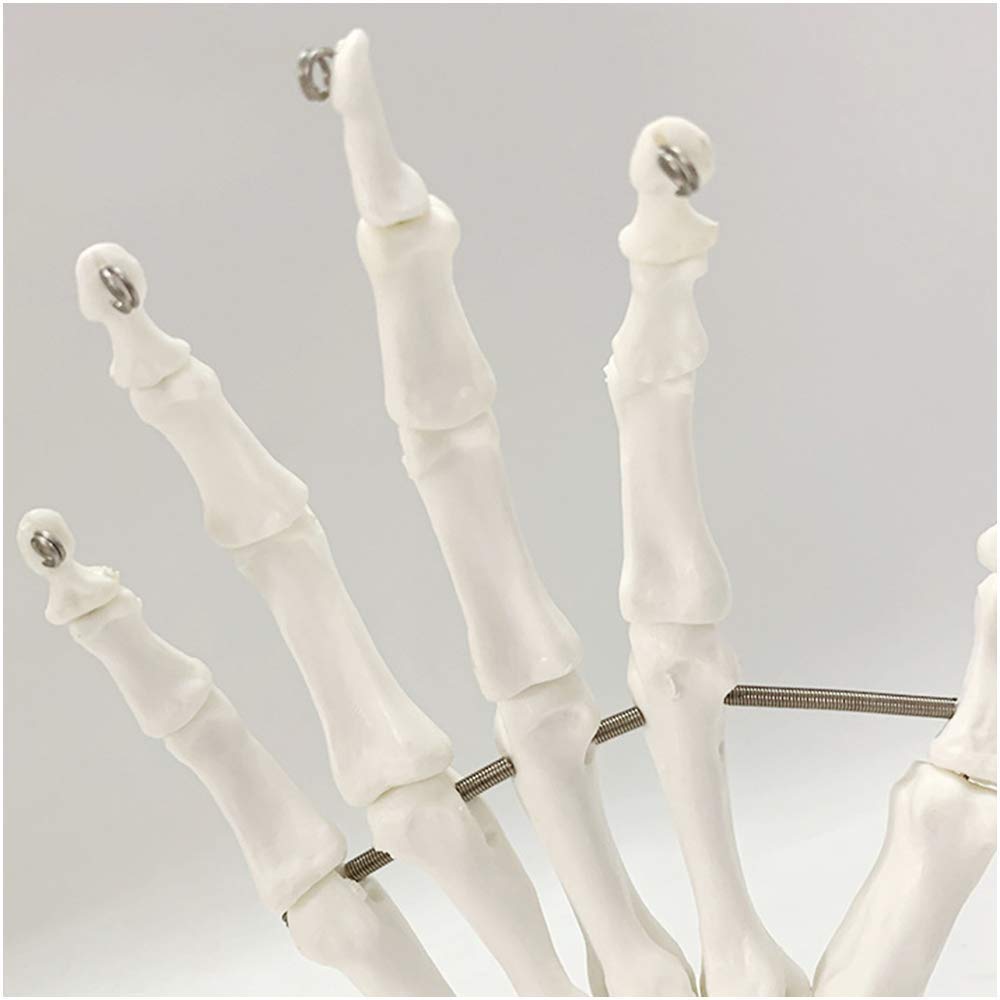 Buy FMOGE Hand Skeleton Model - Life-Size Anatomical Skeleton Hand Uman ...