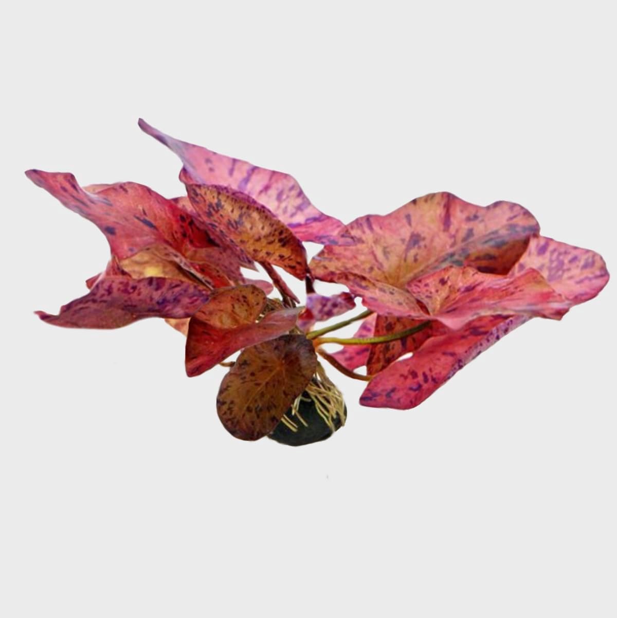 Amazon.com: Tiger Lotus Bulb + Root Tab | Live Arrival Guarantee | Live ...