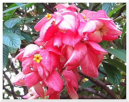 Gardens Live Hybrid Rare Pink Musanda/Mussaenda Flower Plant for Home ...