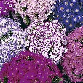 Amazon.com : Cineraria (Senecio Cruentus) Masterpiece Mix 1,000 Seeds ...