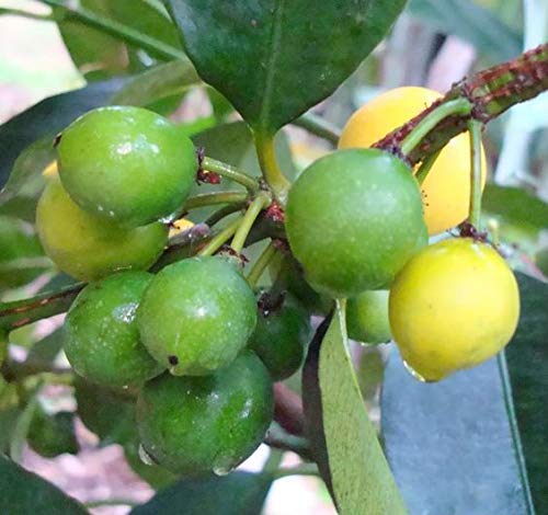 Creative Farmer Live Plant Baraba Fruit Rare Lemon Drop Mangosteen ...