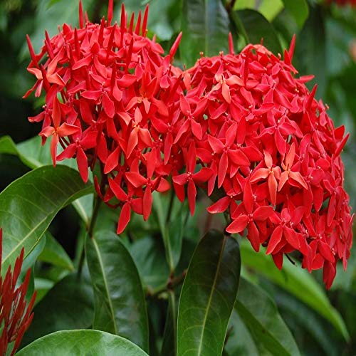 NurseryNature Ixora Long Singapuri Ixora (Red) Plant/Flower Plant ...