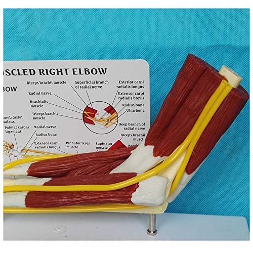Arm Anatomy Models Life-Size Human Arm Anatomy Model With Muscles ...