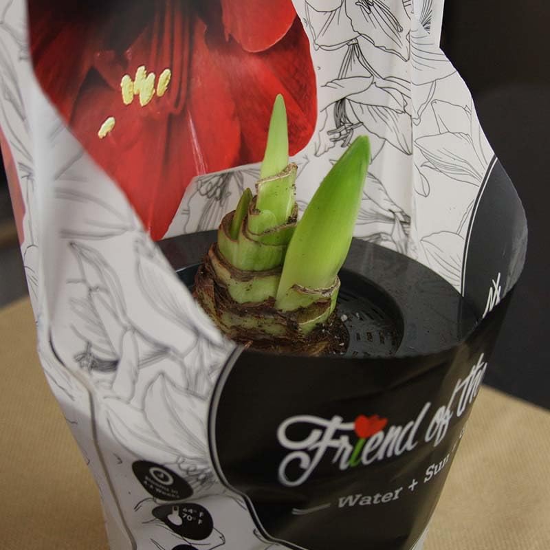 Cultiva tu propio bulbo de flor de amarilis en maceta de interior Bulbo de flor de amarilis de ...
