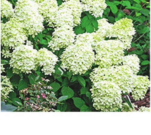 JK Talcum Plastic Composite Laminates Boards (Size- 4"X 8") : Amazon.in ...