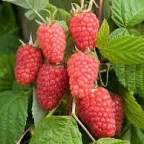 Swanley Village Nursery 3 X Raspberry Canes Autumn Treasure Bare Rooted ...