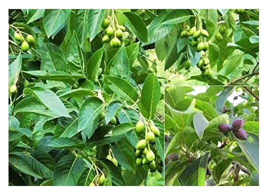 GREEN LINE Live Haritaki Tree (Kadukkai Podi) Terminalia Chebula Plant ...