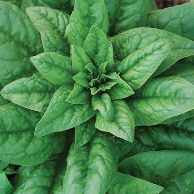 Amazon.com : 600 America Spinach Seeds Heirloom Non GMO 8+ Grams Garden ...