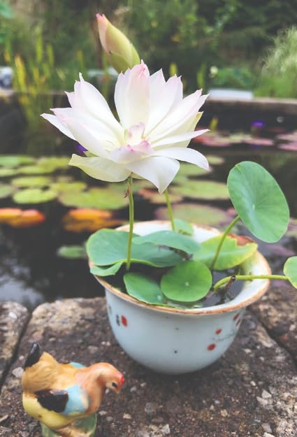 Mini lotus seeds indoor (Pack of 20 Seeds) : Amazon.in: Garden & Outdoors