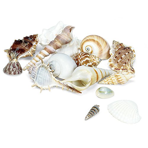 Amazon.com: hand2mind Sorting Shells, Real Seashells for Sorting ...