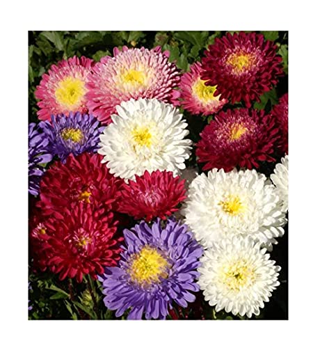 China aster - How to grow & care