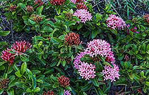 Dwarf Rare Beautifull Ixora Mini Thailand Chethi ' Pink ' Color Live ...