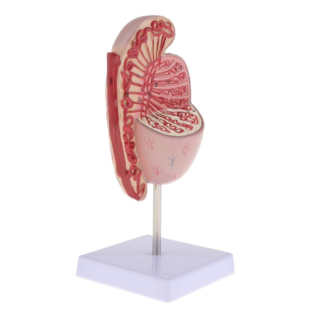 SNAPPSY® Anatomy Testes Model Human Model 1: 3.5 Times Model for ...