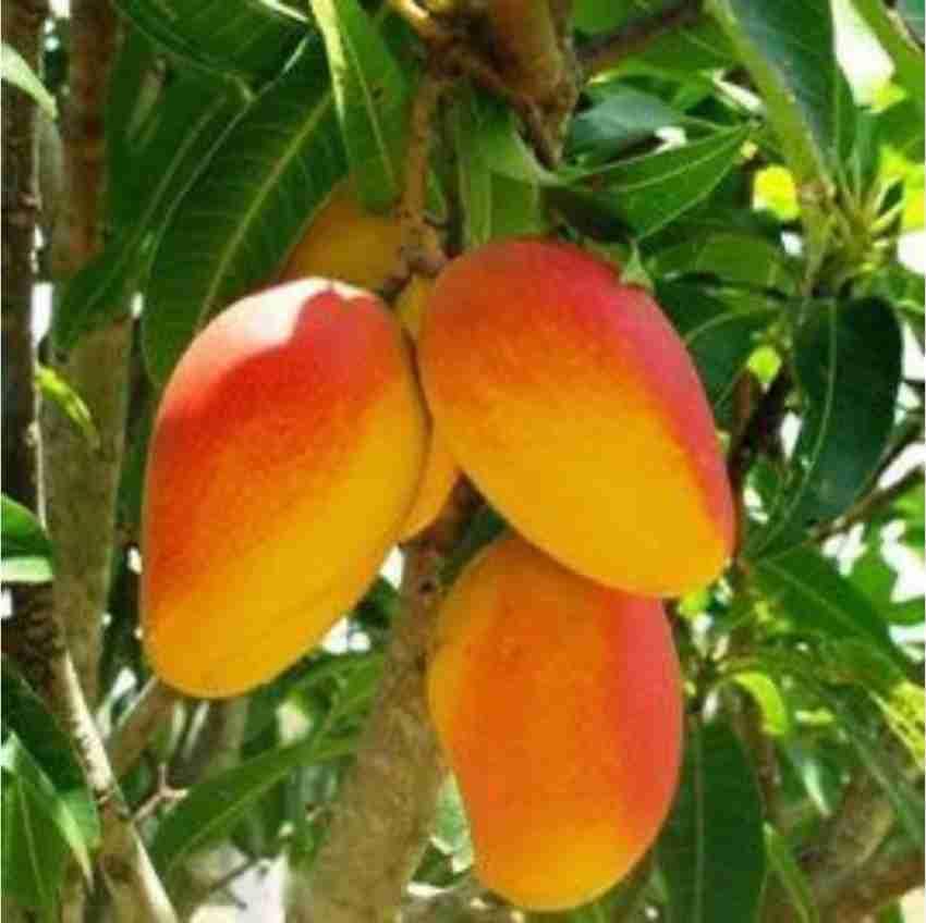 Grafted Alphonso Mango Plant Hapus Ratnagiri Hybrid Variety Plant Upto ...