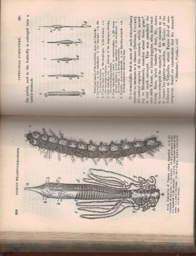 Insect Transformations: Amazon.co.uk: Books