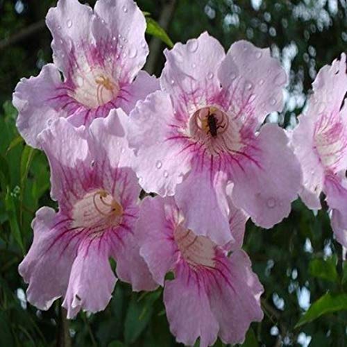 EdensField Exoticflora creepers and climbers Tecoma climber pink ...