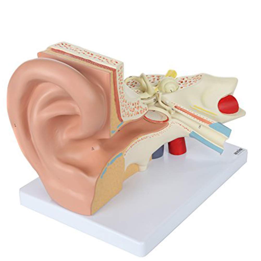 Parts Of The Ear For Kids My Body Parts Chart Early Learning