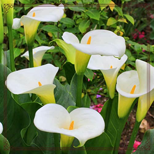 Bulbos de Calas en Leroy Merlin: Todo lo que necesitas saber - Mi Hogar