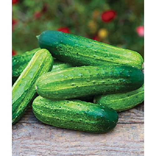 Amazon.com: Pick A Bushel Hybrid Cucumber,100 Seeds- Cucumis sativus ...