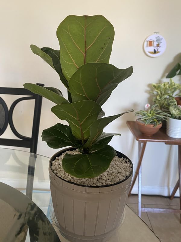 Organic Live grafted All seasons Healthy Hybrid Fiddle Leaf |Fig plant ...