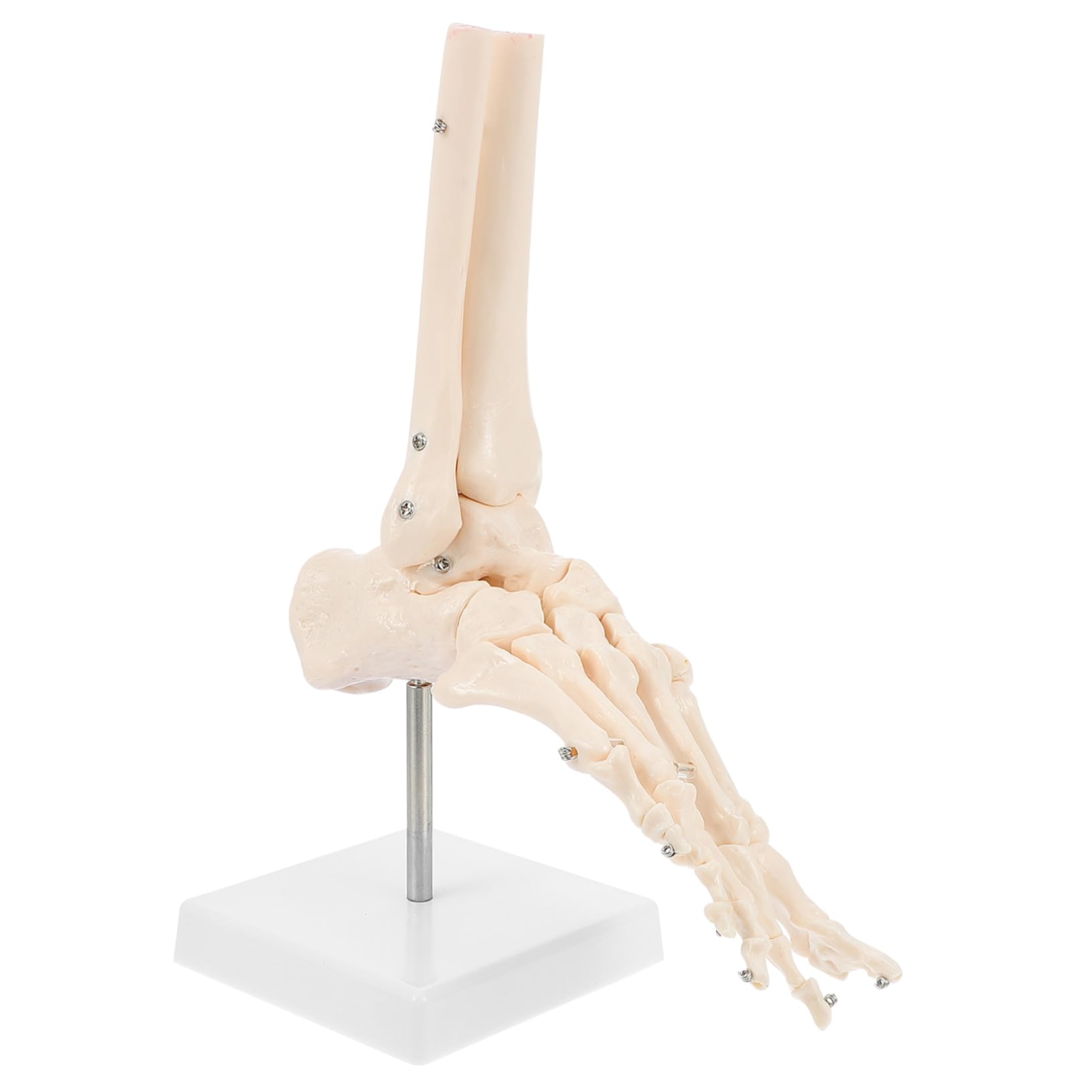 Human Leg Joints