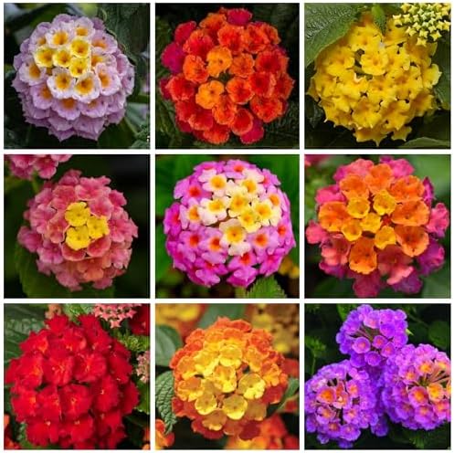 Amazon.com : 50+Mix Lantana Seeds for Planting -Perennial Seeds Garden Plants Outdoors Home ...
