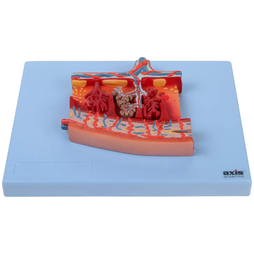 Buy Axis Scientific d Model of Placenta | Human Reproductive System ...